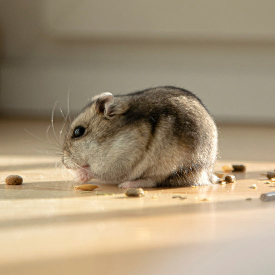 Small Animal – Dashing Pets